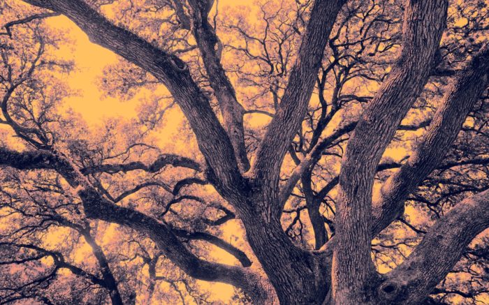 Gallery – Drea the Artist